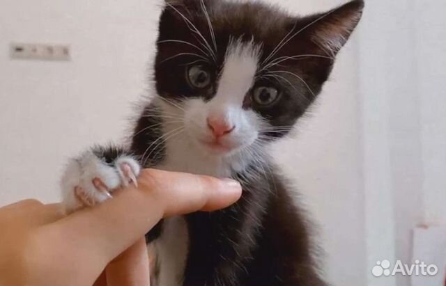 Котенок Маркиз в дар 2 мес