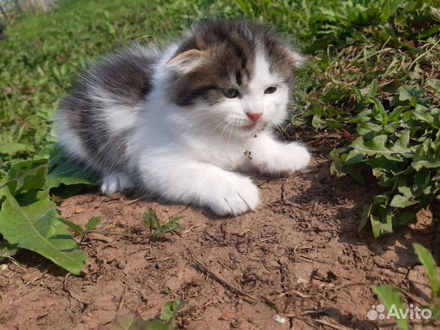 Шотландская вислоухая кошка