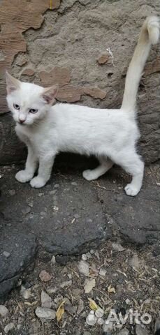 Кошки в добрые руки бесплатно