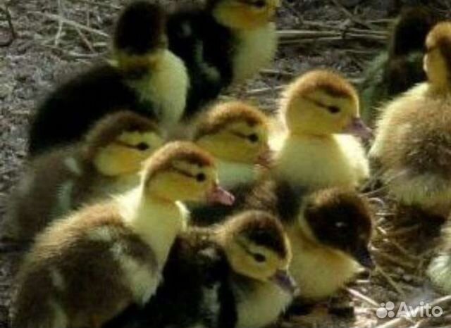 Индо утята из под утки