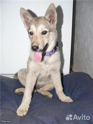 Щенок ищет семью