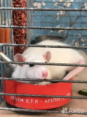 Отдам крыс дамбо