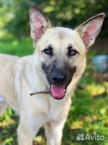 Добряк Локи хочет найти семью, собака из приюта