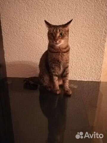 Кошка стерилизованная