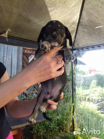 Щенки от мамы спаниеля отдам