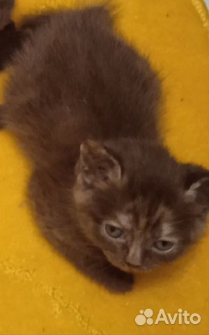 Британские котята короткошерстные