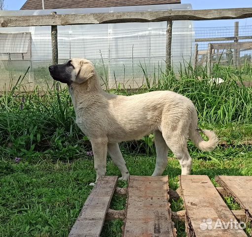 Щенок кангальской овчарки