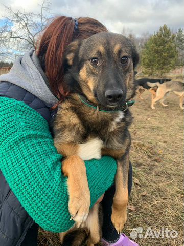 Маленький пес Вегас ищет родителей