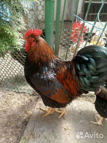 Породные петушки