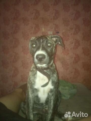 Питбультерьер