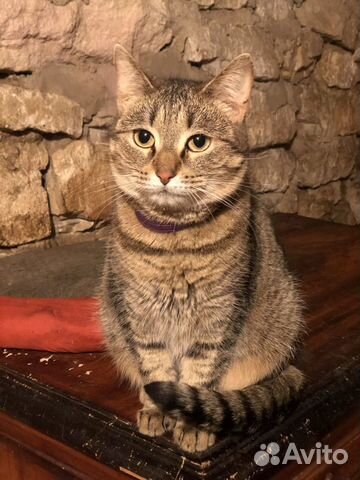 Прекрасная Брунгильда в добрые руки