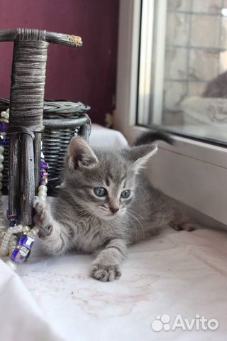 Малышка молли