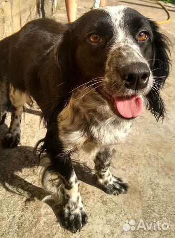 Собака в добрые руки