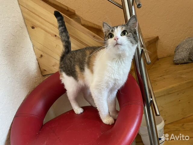 Кошка Моня в добрые руки