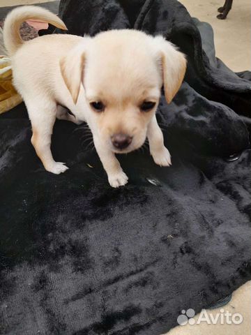 Собака порода той-терьер