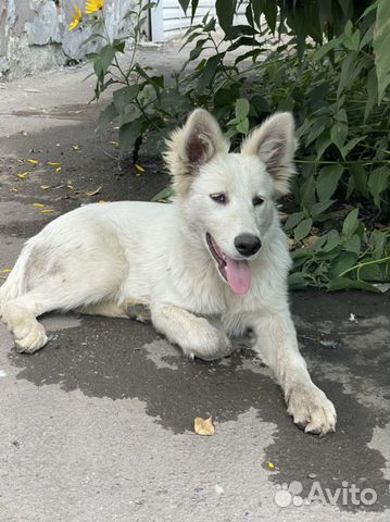 Белые щенки