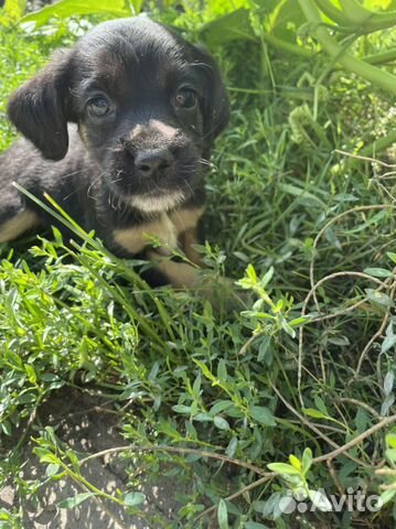 Помесь кокер спаниель