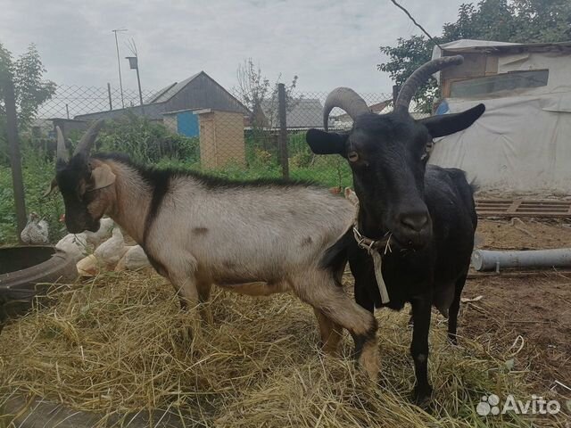 Продам козла