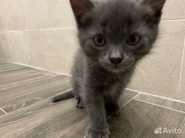 Котята в добрые руки бесплатно