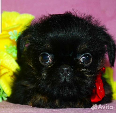 Гриффоняшка