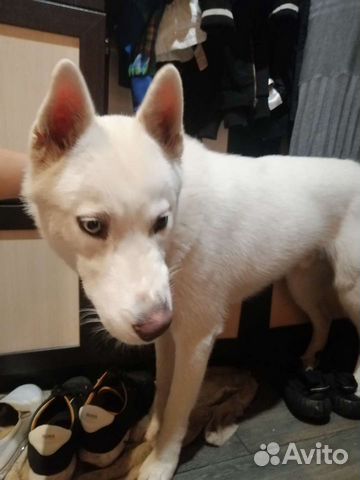 Сибирский хаски