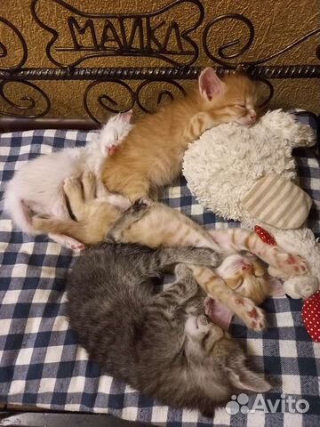 Котята в добрые руки 1.5месяца