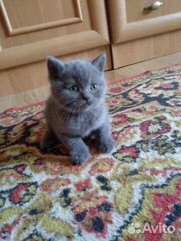 Шотландский котик