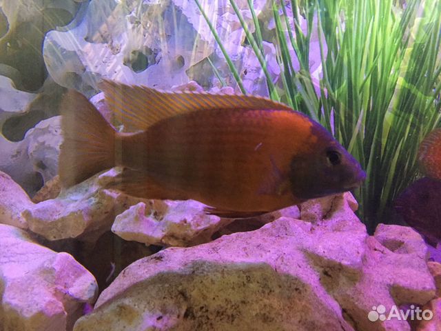 Аулонокара