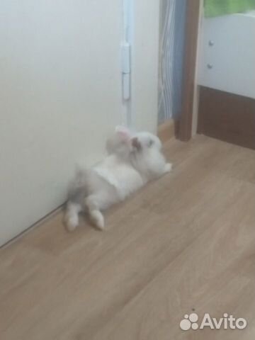 Отдам крольчонка в хорошие руки