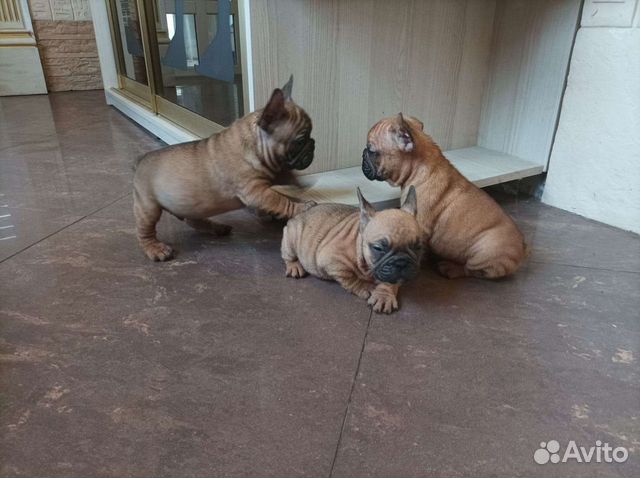 Французский бульдог