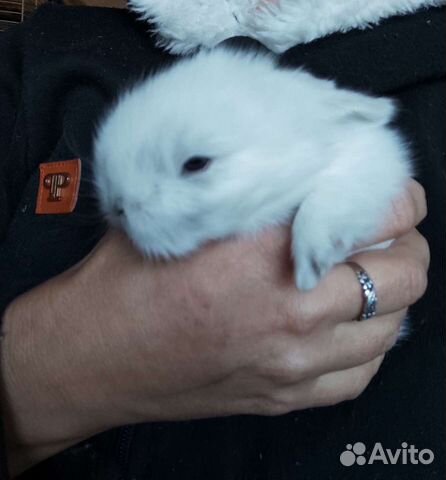 Декоративные кролики