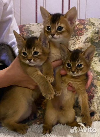 Котята абессинские