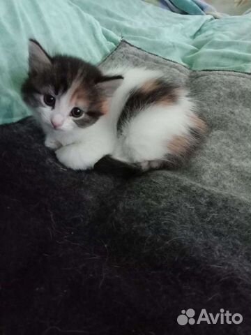 Котята в добрые руки (кошечка)