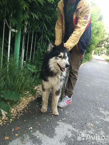Собаки бесплатно хаски