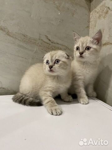 Шотланские котята Скотиш Страйт