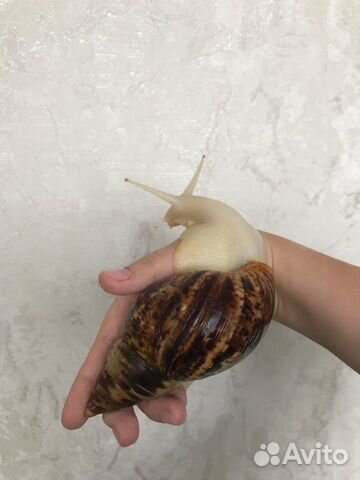 Улитка Ахатина Альбинос