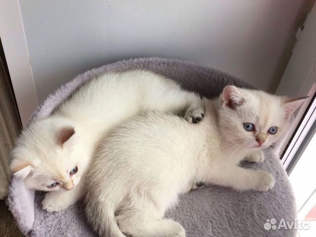 Британские котята