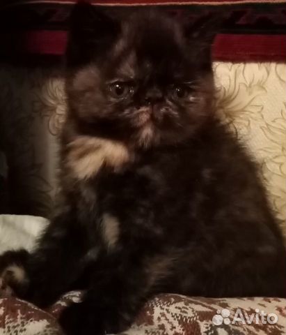 Котёнок 2 месяца