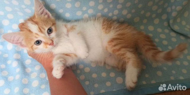 Тигренок с яркими глазками