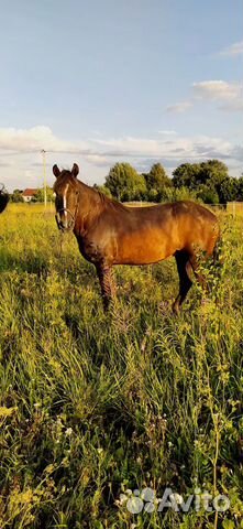 Сдам в аренду кобылу