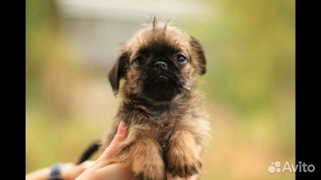 Мальчик брюссельского гриффона