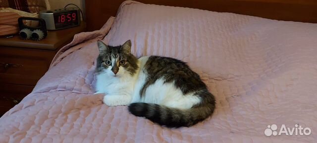 Взрослая кошечка ищет дом