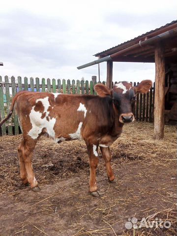 Телочка джерси/айрширская