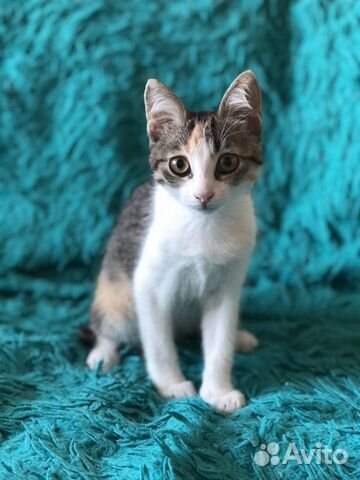 Отдам прекрасную девочку котенка