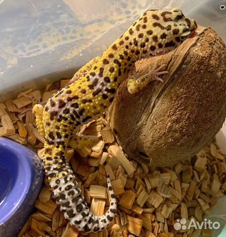 Ящерица эублефар