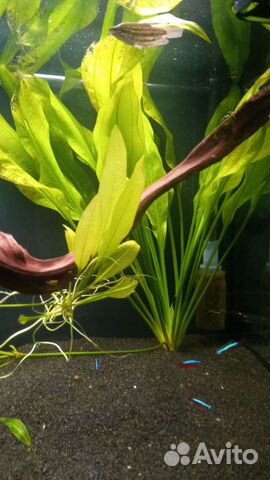 Эхинодорус амазонский