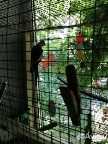 Попугай корелла