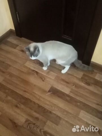 Тайская кошка 1.5 года