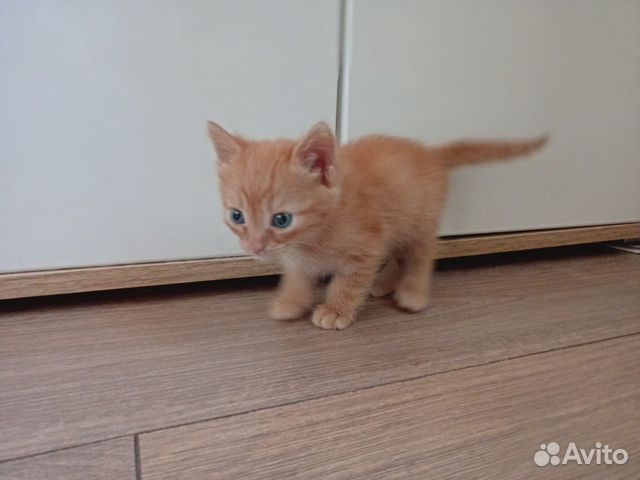 Чудо-котёночек котята котенок
