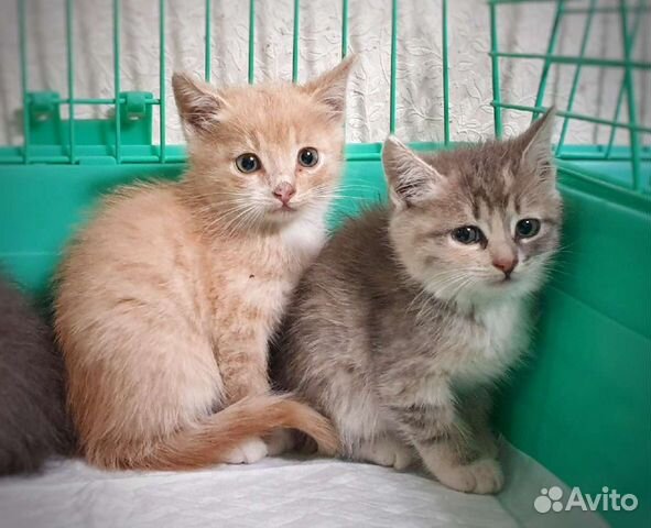 Просто чудо какие хорошенькие